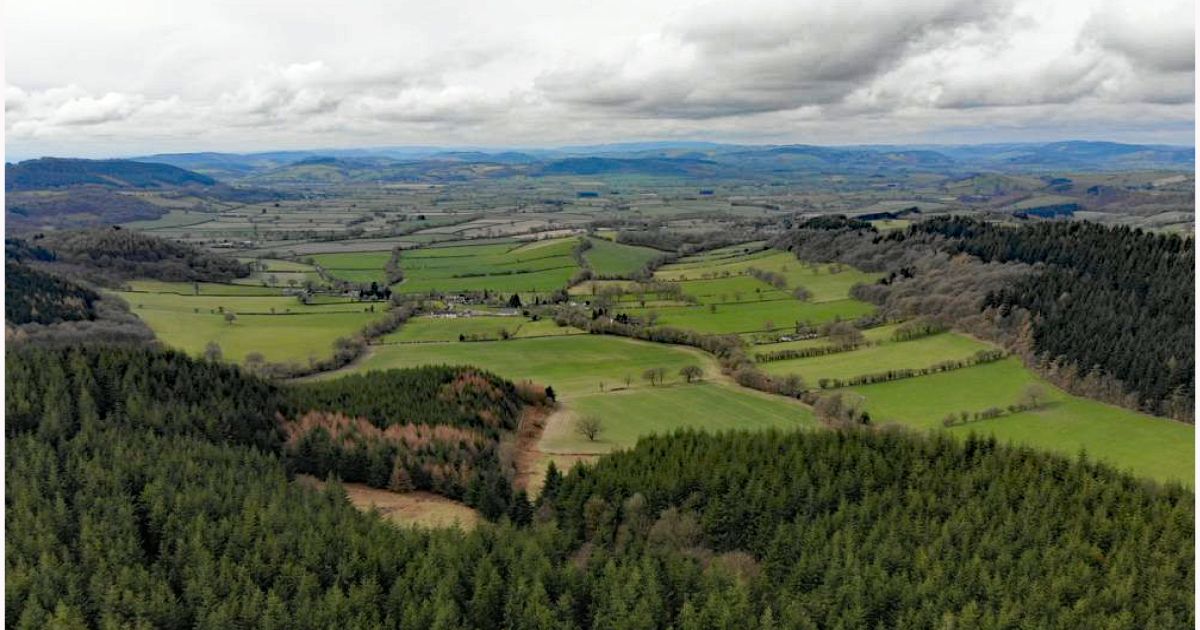 High Vinnals, Mortimer Forest - Richards Castle. - Ramblers